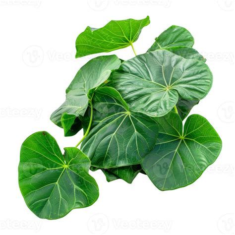 Taro Leaves Tesco