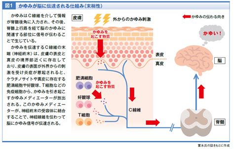 特集かゆみのメカニズムを理解する ファーマスタイルWEB