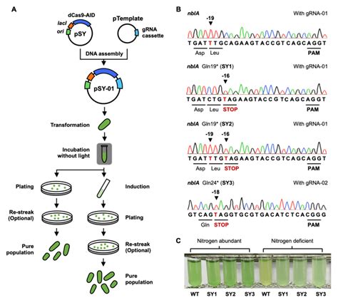 Base Editing In Cyanobacteria A The Workflow Of Base Editing First