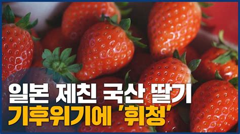 기후위기 종자가 사라진다 딸기 농가 신품종 시급 Youtube