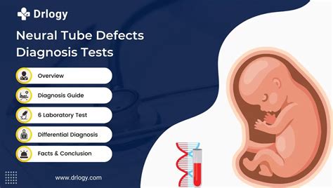 6 Essential Tests For Neural Tube Defects Diagnosis Drlogy