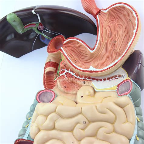 Digestive System Model Kokiya Digestive System Function