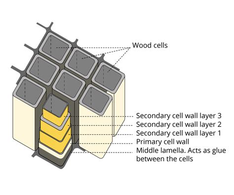 Wood Cell Wall Structure Cell Wall Structure And Function