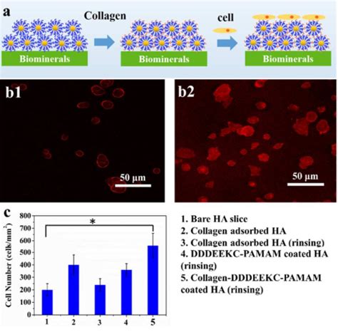 四川大学李建树教授课题组唾液获得性膜蛋白启迪的生物矿物的多功能涂层材料 中国聚合物网科教新闻