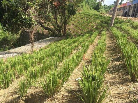 Vetiver Grass Furniture And Home Living Cleaning And Homecare Supplies