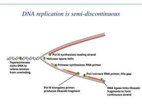 Ppt Dna Synthesis Powerpoint Presentation Free Download Id 162332