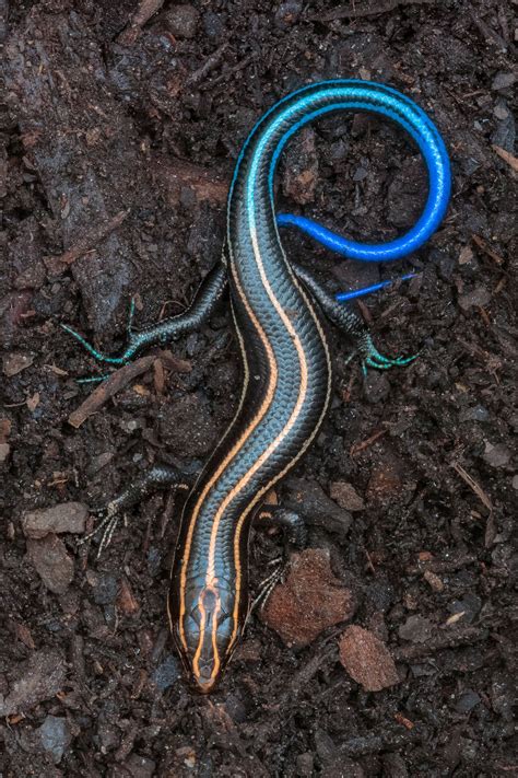 What Do Blue Tailed Skink S Eat At Matthew Driscoll Blog