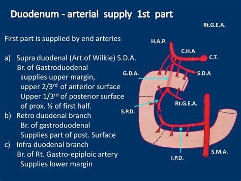 Anatomy Of Duodenum Duodenum Structure Ppt Of Duodenum Power Point…