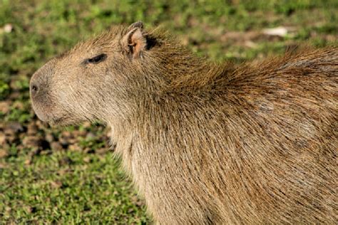 Capybara Closeup Profile