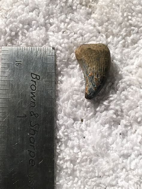 Help Identifying Tooth Fossil Id The Fossil Forum
