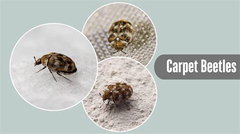 15 Tiny Black Insects Commonly Found In Houses Identification Guide
