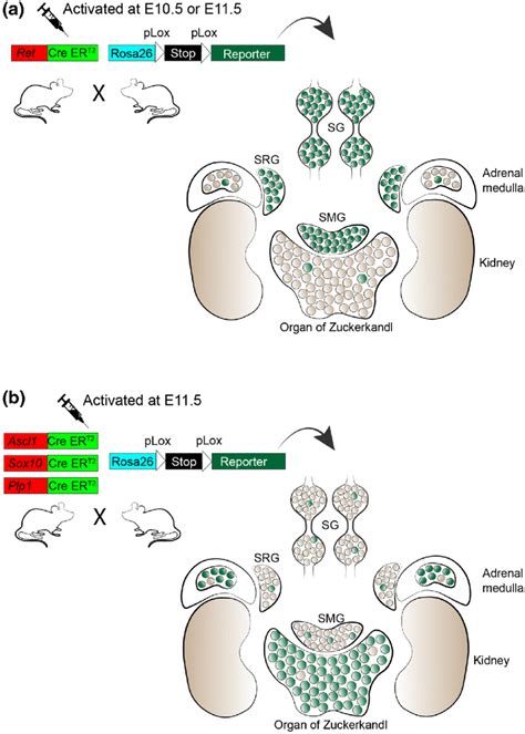 Inducible Lineage Specific Tracing Allows To Segregate The Precursor