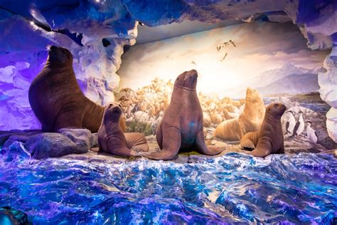 Wonders Of Wildlife National Museum And Aquarium Tripster