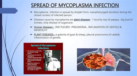 Mycoplasmapptx