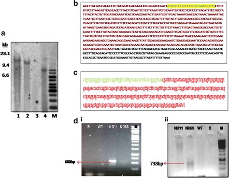 A Genomic Southern Analysis 15 µg Of Genomic Dna Was Digested With