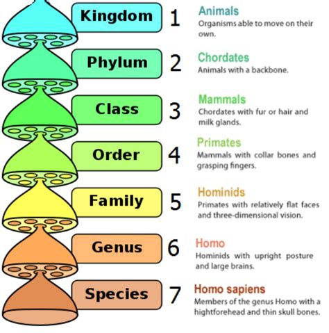 Classification Diagram Quizlet