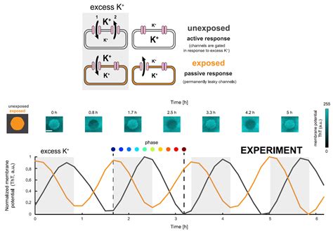 Bacterial Communities Can Store Memories Mapping Ignorance