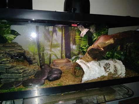 Ball Python Habitat Ideas