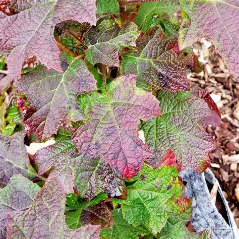 Hydrangea Quercifolia Ruby Slippers 3 Oakleaf Hydrangea Scioto Gardens Nursery