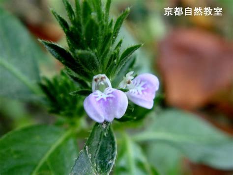 京都自然教室 キツネノマゴ