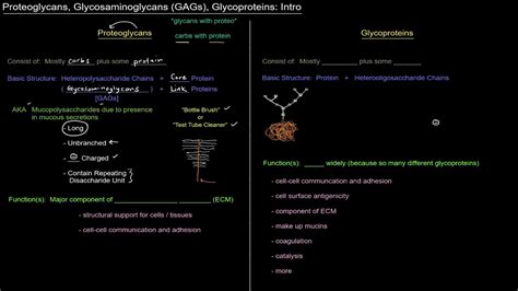 Proteoglycans Glycosaminoglycans Glycoproteins Intro Free Sample