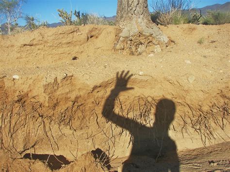 What Does A Joshua Tree Root System Look Like Jan Emming