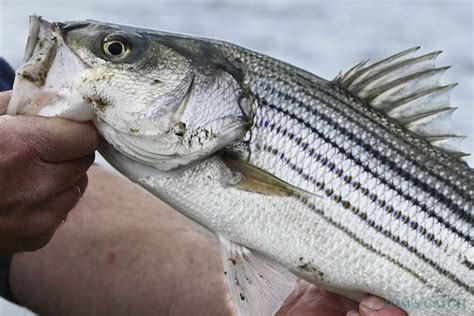 Striped Bass Fishing Species Guide Charters And Destinations Toms