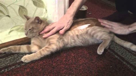 Что будет если коту приклеить скотч Ржачно Youtube