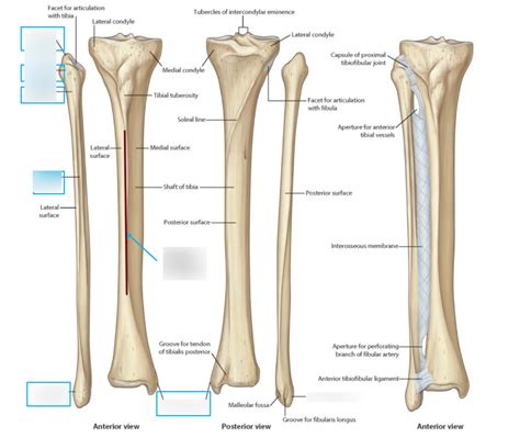 Fibula And Distal Tibia Osteology Diagram Quizlet