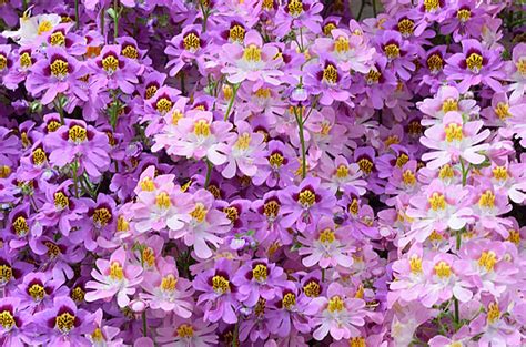 Spread Flower Background Images Hd Pictures And Wallpaper For Free