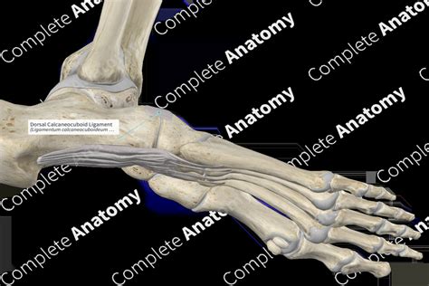 Dorsal Calcaneocuboid Ligament Complete Anatomy