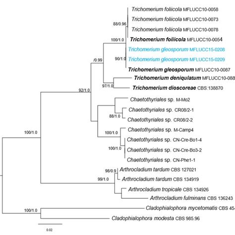 Raxml Maximum Likelihood Phylogenetic Tree Based On Combined Lsu And Download Scientific