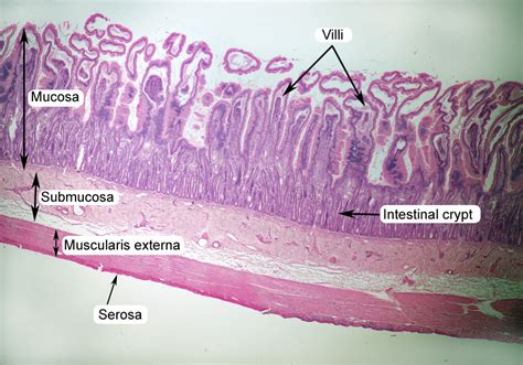 Duodenum Histology Labeled Microscope Pictures