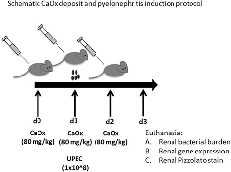 Induction Of Caox Deposits And Experimental Pyelonephritis In Mice Download Scientific Diagram