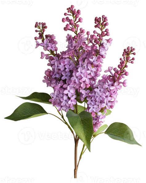 Syringa Flower Common Lilac Lilac Flower Isolated Illustration On A