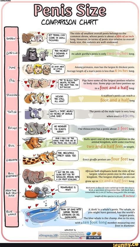 Penis Size Comparison