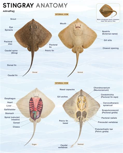 Stick Bug Types Anatomy Habitat Diet Life Cycle And Pictures