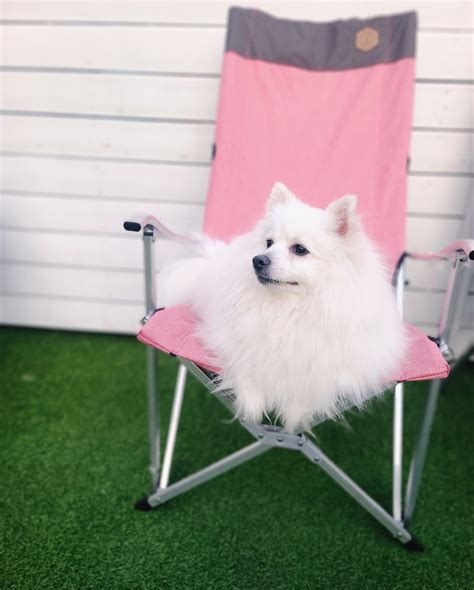 폼피츠 두부 강아지 책임무료분양 ♥분양완료 강아지•고양이입양 강아지보호소 고양이보호소 무료분양 아이조아보호소