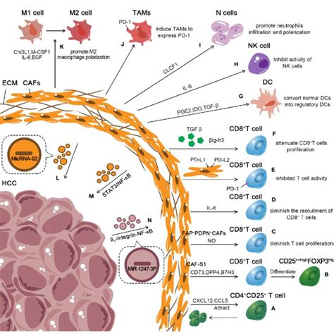 Role Of Exosomes In The Inhibitory Adaptive Immune Microenvironment In