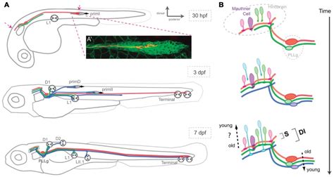 assembly of the posterior lateral line neural map a lateral view of download scientific