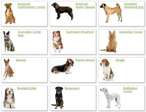 Dog Breeds List With Picture Dog Breeds Alphabetical Dogs Breeds Guide