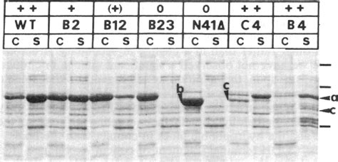 Figure 3 From Site Directed Mutagenesis Of The Cooh Terminal Region Of Colicin A Effect On