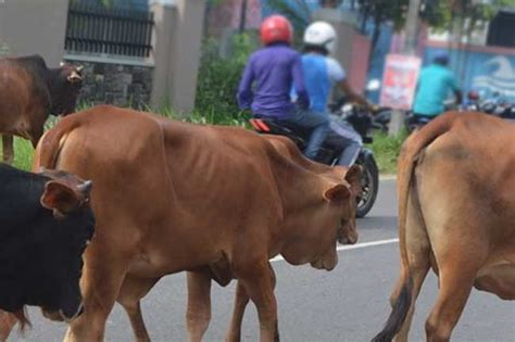 මධ්‍යම පළාතේ ගවයින්වත් කොටුකරයි