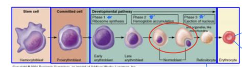 Erythrocyte Biochemistry Zaidi Flashcards Quizlet