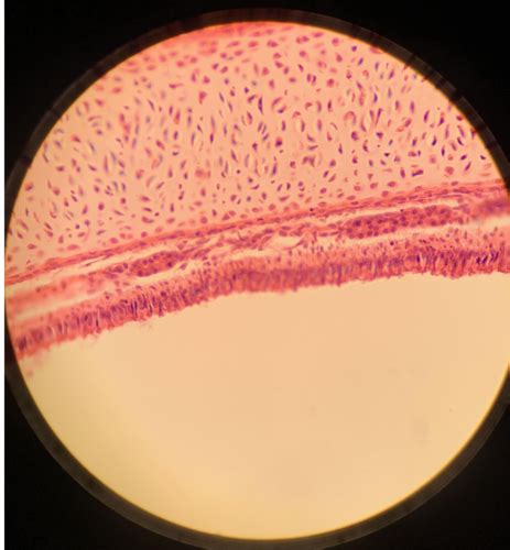 Lab Connective Tissue Flashcards Quizlet