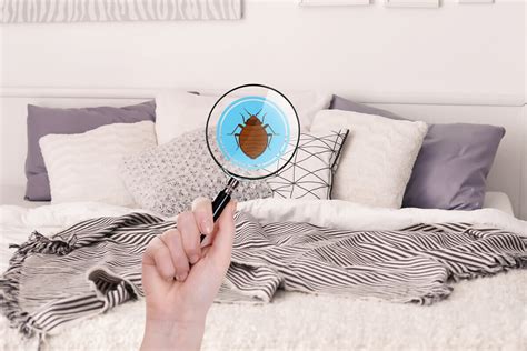 Bed Bug Epa Info Wayne County Health Department