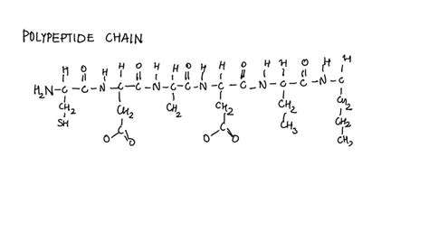 Solved B Low You Will Find Polypeptide Chain With Backbone And R Groups Shown Please Use The