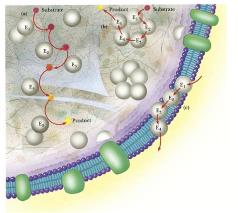 Lecture 24 Introduction To Metabolism Flashcards Quizlet