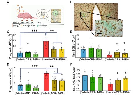 Antibody Mediated Blockade Of Microglial Phagocytosis Acutely Spares Download Scientific
