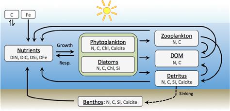 The Pathways In The Biogeochemical Model Recom2 Download Scientific